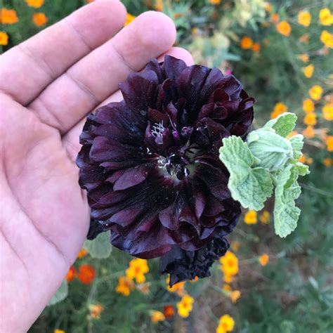 بذر گل ختمی سیاه تخم ختمی مشکی پرپر بسته ۱۰ عددی میهن کاکتوس