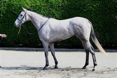 【オークス】コガネノソラ85点 伸びがあり丈夫そう 競馬ニュース Netkeiba