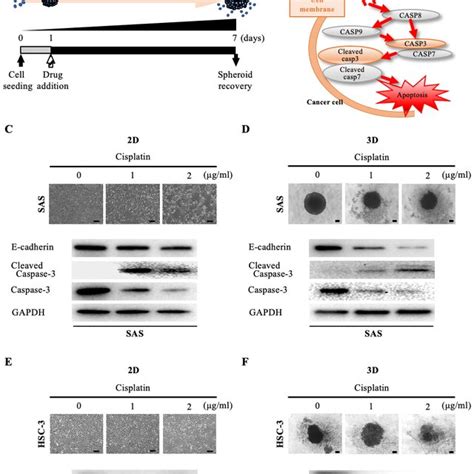 Anti Tumor Effect Of Cisplatin On Oral Cancer Spheroids A Schematic
