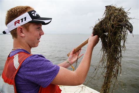 Biologists Track Bay Grass Abundance For Clues About Water Quality
