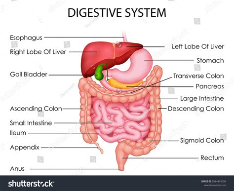 Illustration Healthcare Medical Education Drawing Chart Stock Vector