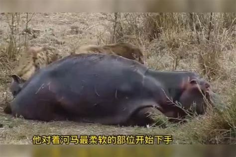 鬣狗竟然挑战河马这种庞然大物，使用下三滥手段最后结果如何庞然大物河马结果