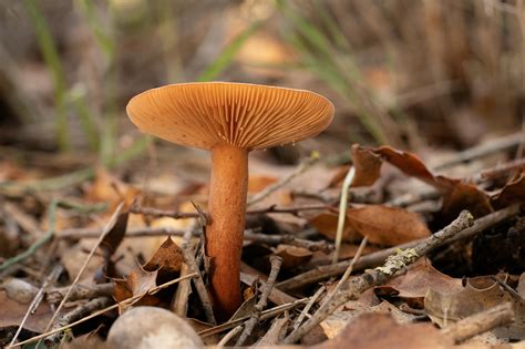 Mushroom Background Photos Download The Best Free Mushroom Background