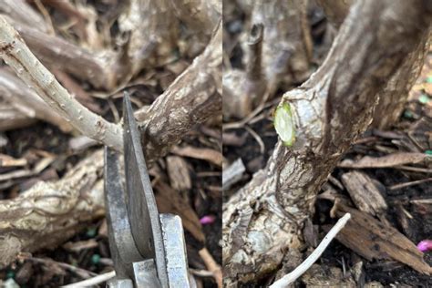 Beginners Guide To Smooth Hydrangea Pruning Proven Winners Colorchoice Flowering Shrubs