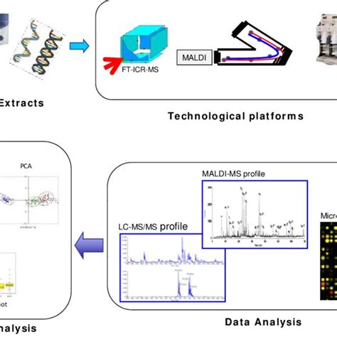 Pdf The Role Of Mass Spectrometry In The “omics” Era