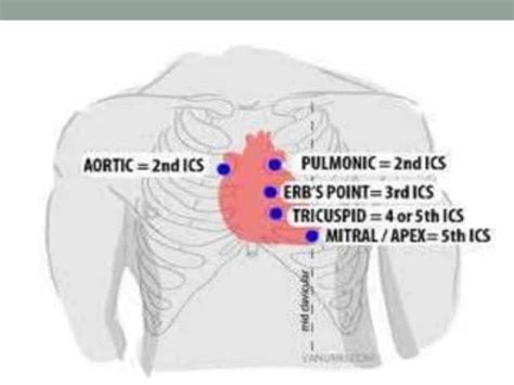 Cardiovascular Assessment For Nursespptx