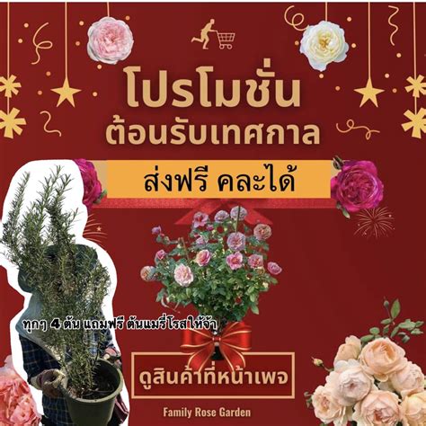 🌹mon Coure Rose มงเคอร์ ดวงใจของฉัน 🪴กระถาง 10 นิ้ว 🌹ต้นละ 490฿ 🌹ชื่อสายพันธุ์กุหลาบ👉 ชื่อ