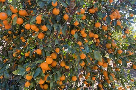 Ojai Pixie Tangerines An Epic Crop Is On The Way The Fruitguys