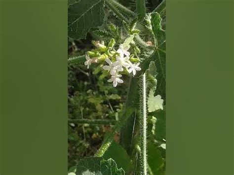 Flor De Cançação 😍 Flordosertao Nordeste Caatinga Roça Melancia