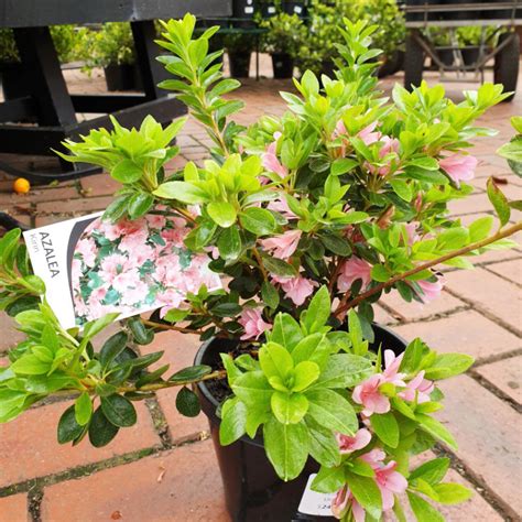 Azalea Kurume Kirin Acornnursery