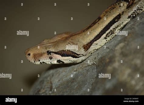 Dunkler Tigerpython Burmese Python Python Molurus Bivittatus Stock