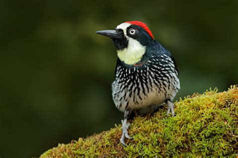 아름다운 새서식지의 녹색 이끼 가지에 앉아 있습니다 자연에 새 코스타리카 미국에서 조류 관찰 코스타리카 산악 숲 도토리 딱따구리 멜라네르페스 포미에서 딱따구리 기민에 대한