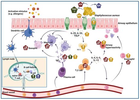 Pathogenesis For Staphylococcus Aureus