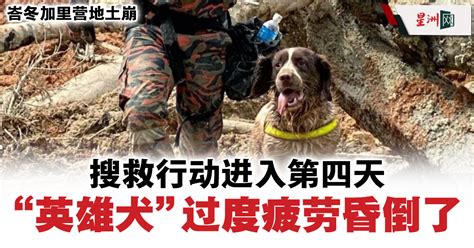 Sin Chew Daily 星洲日報 on Twitter 消拯局指出经过连续数日的搜救这只品种为英国史宾格的搜救犬昏倒了