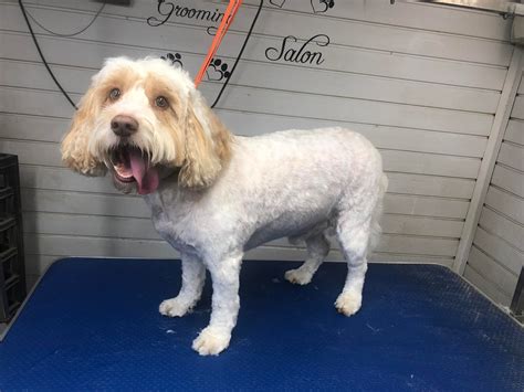 St James Bark Alfie The Cockapoo What A Happy Little Facebook