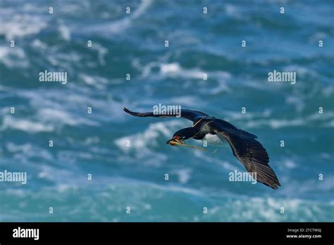 Rock Shag Phalacrocorax Magellanicus In Flight Carrying Pieces Of