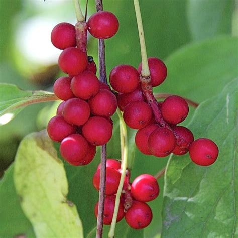 Preorder Magnolia Vine Schisandra Chinensis ‘eastern Prince