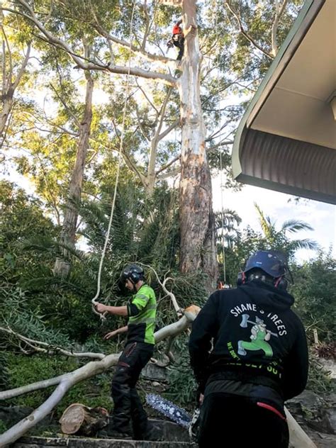Tree Removal Hills District Tree Lopping Arborist Great Prices