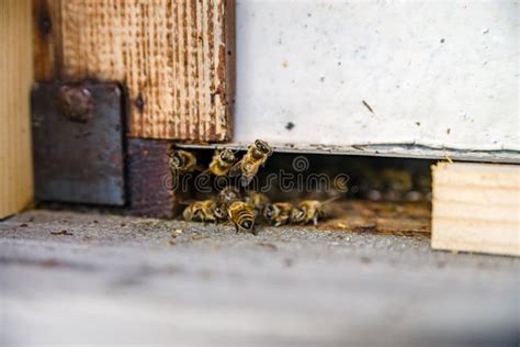 Chiuda Su Delle Api Di Volo Alveare E Api Di Legno Immagine Stock