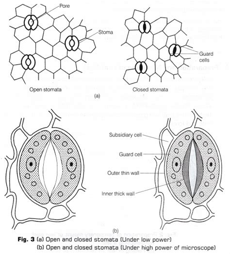Cbse Class 10 Science Lab Manual Stomata A Plus Topper