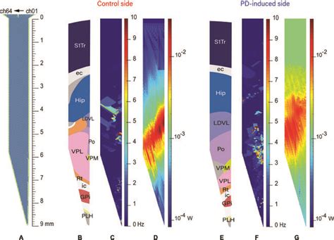 Lfp Power And Spike Firing Rate Planer Thermograms Of Bilateral Brain Download Scientific