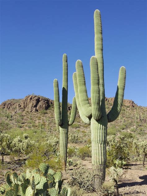 Cactus Del Desierto Consejos Para Mi Huerto