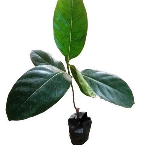 Well Watered Thai Green Jackfruit Plant For Fruits At ₹ 300piece In