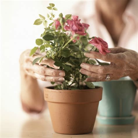 Transplanting Roses Thriftyfun