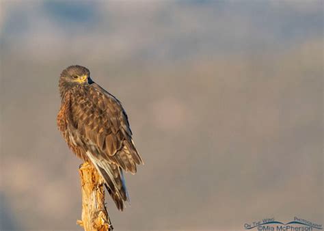 Dark Morph Ferruginous Hawk Photographed In Early Morning Light Mia Mcphersons On The Wing