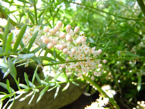 春暖花開 2013的武竹開花了