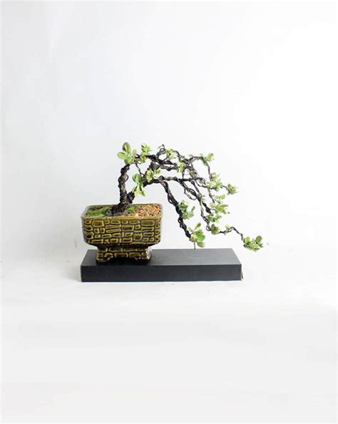 Natal Plum Bonsai Tree Spring Fruiting Collection Plum Tree Bonsai
