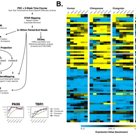 Transcriptomic Analysis And Marker Gene Expression A A Flowchart