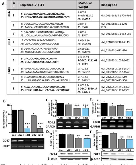 Figure 3 From Design Of Sirna Bioconjugates For Efficient Control Of