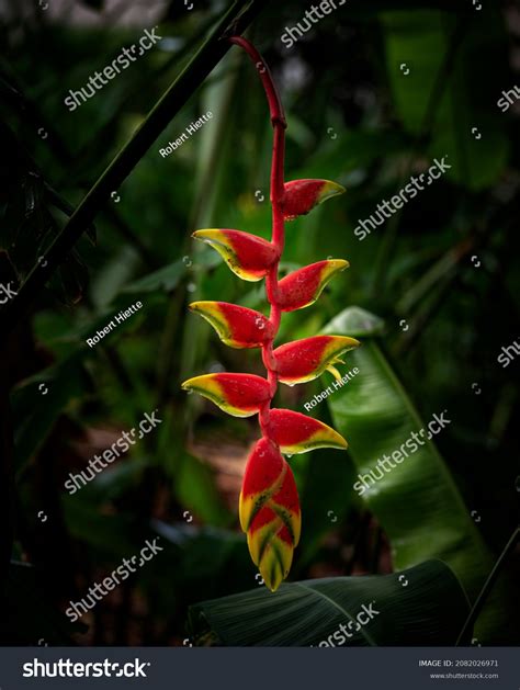 Heliconia Flower Adaptations