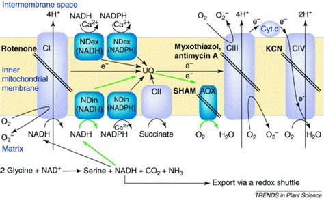 A New Dawn For Plant Mitochondrial Nadph Dehydrogenases Trends In