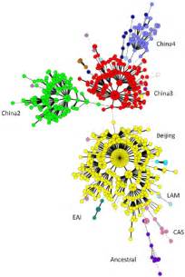 Minimum Spanning Tree Showing The Clustering By Mlva15 China Of 805 M
