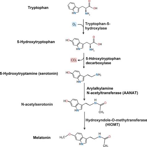 Chemical Structure And Synthesis Of Melatonin From The Amino Acid