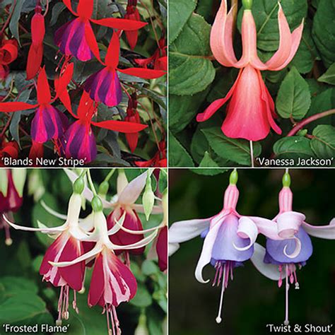 Unusual Fuchsia Varieties X 12 Plugs