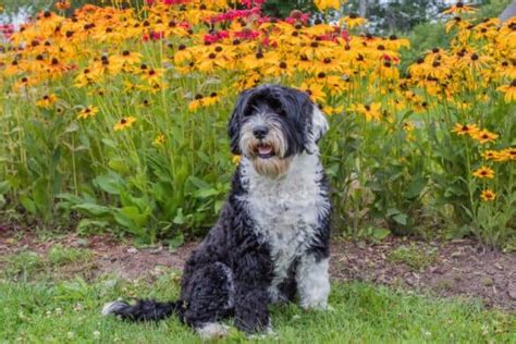 How Much To Feed A Dachshund Feeding Chart And Guide