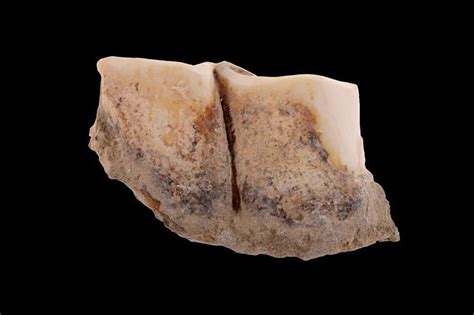 Ancient Proteins Are Starting To Reveal Humanitys History — Science