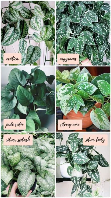 Silvery Scindapsus Varieties 2 Artofit