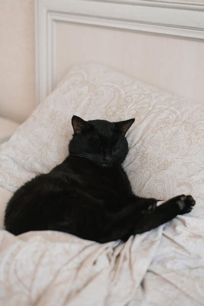 Gato Preto Deita Na Cama Durante O Dia E Dorme Foto Premium