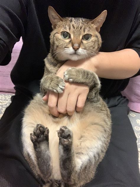 ご主人の腕をギュッと掴んで離さないネコに母性本能爆発 Cute Cats And Dogs Cute Cats Cat Nap
