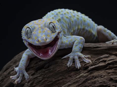 Giggles Photograph by Tantoyensen - Pixels