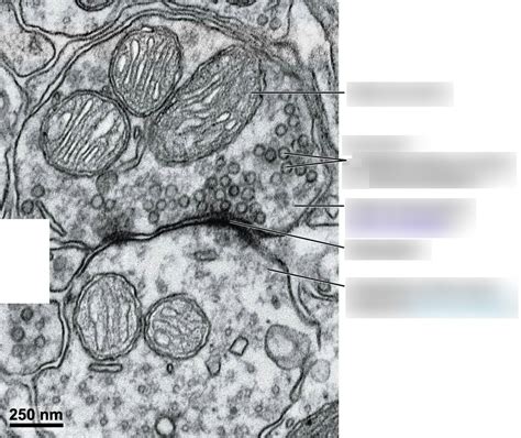 Synapse Diagram Diagram Quizlet