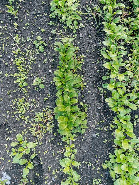 How To Grow Choy Sum Yu Choy The Woks Of Life