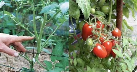 How To Propagate A Tomato Plant Garden Growth Tips