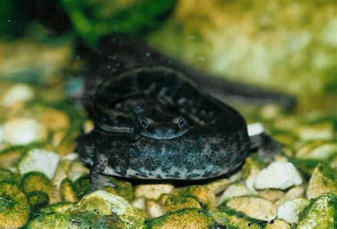 Shows A Breeding Pair In Amplexus The Pair Often Bites Each Other