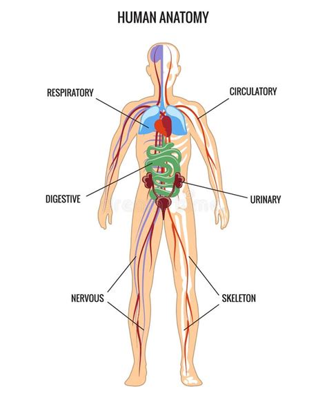Double Circulatory System Stock Vector Illustration Of Cardiology