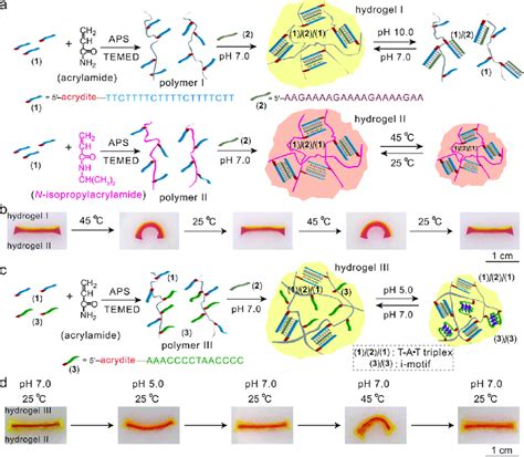 Reversible And Switchable Shape Transitions Of A Hybrid Hydrogel By Ph